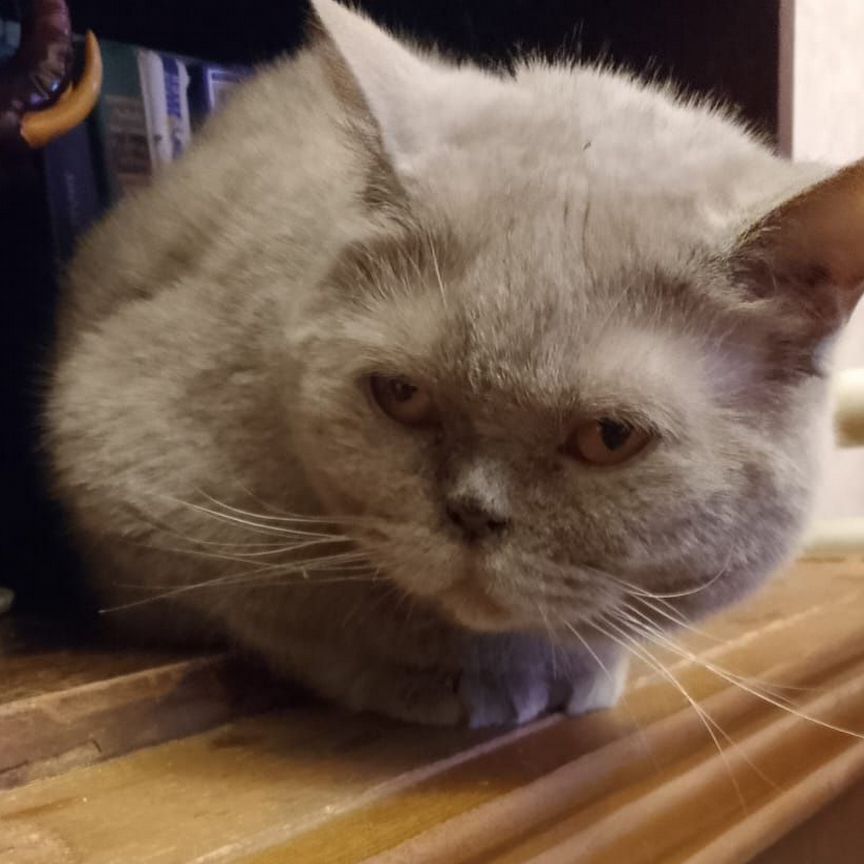 Британская кошка лилового окраса