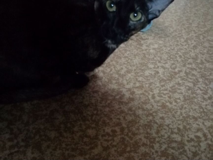 Ориентальная кошка