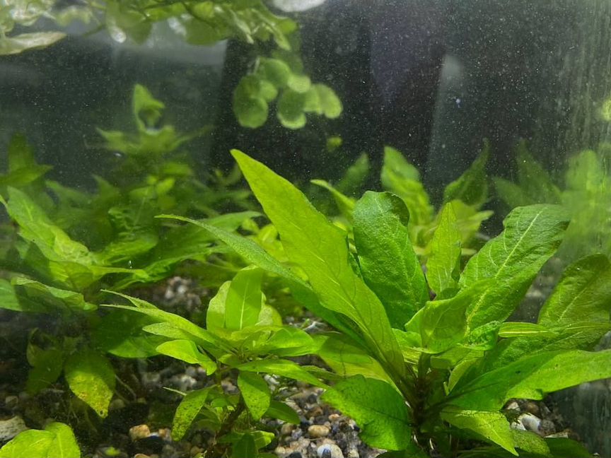 Ферма аквариумных растений