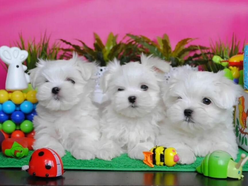 Миники мальтийской болонки