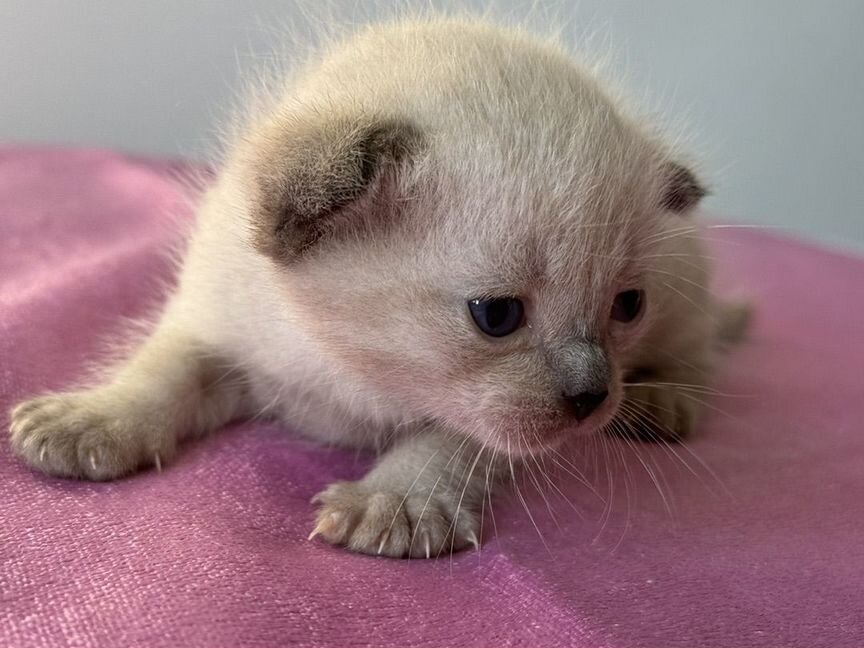 Сиамские котята