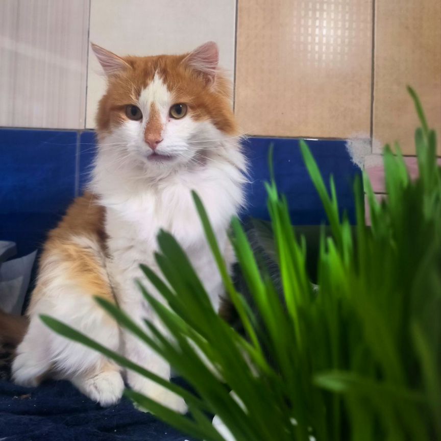 Кот Вермут ищет новых хозяев