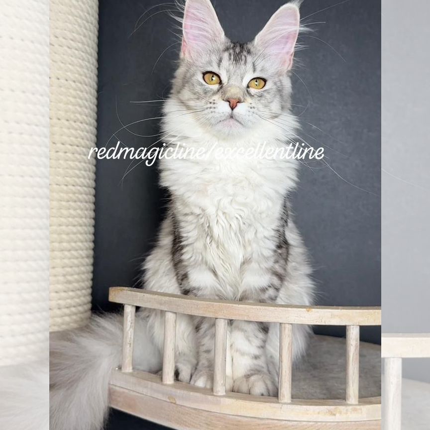 Мейнкун,серебряная девочка Афина