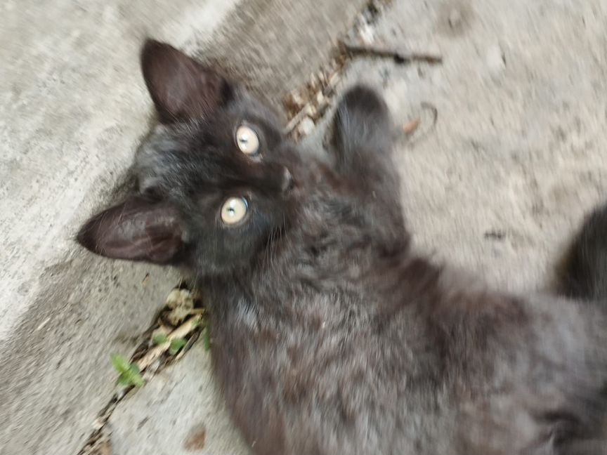 Котята в добрые руки бесплатно