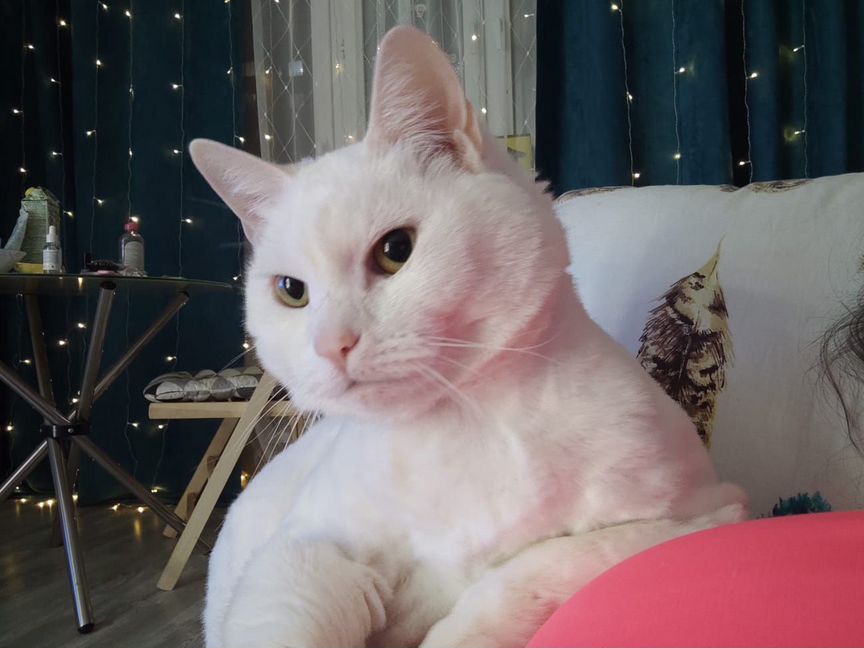 Кошка Роксана