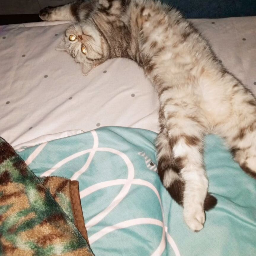 Кошка на вязку шотландка