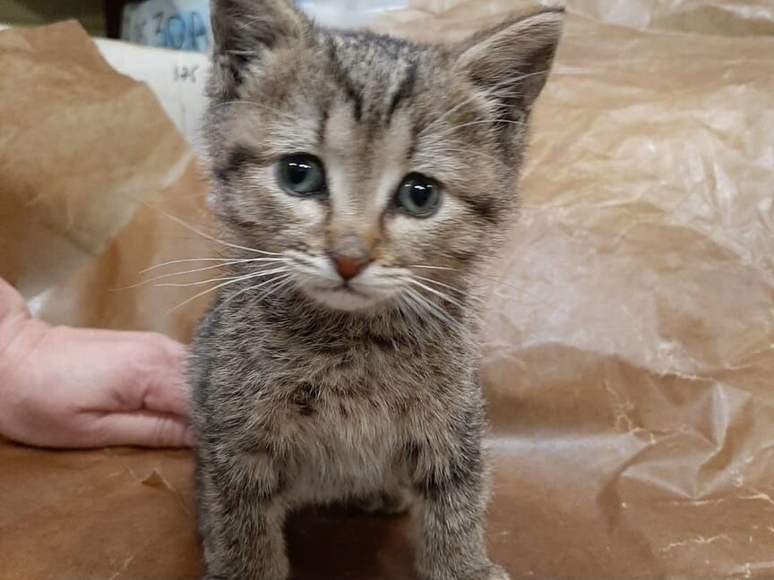 Маленький котенок девочка