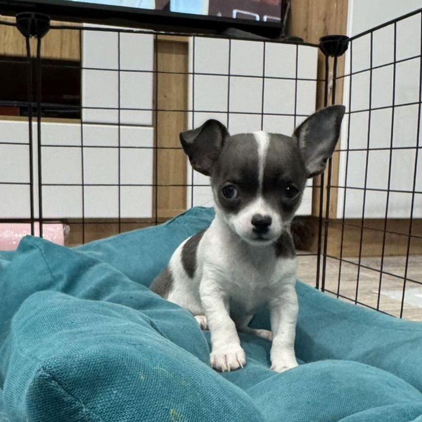 Чихуахуа, щенок