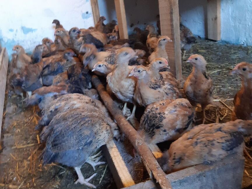Цыплята кучинские юбилейные