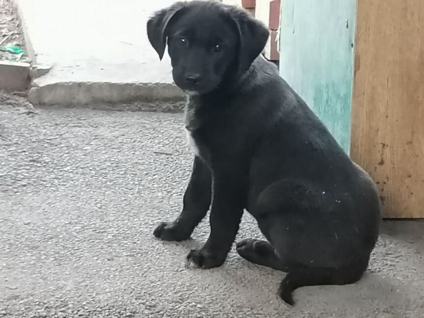 Боцман не еврей, а метис лабрика:)