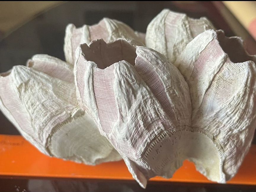 Кораллы для аквариума