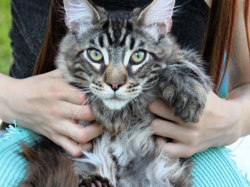 Мейн кун полидакт продается