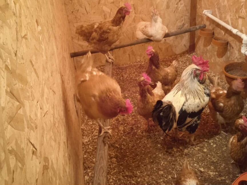 Куры несушки продам