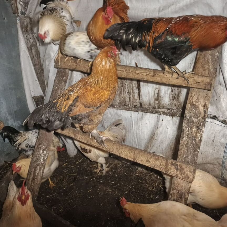 Молодые петухи домашние