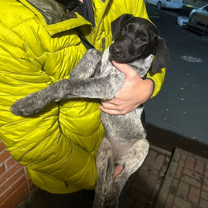 Собака в добрые руки