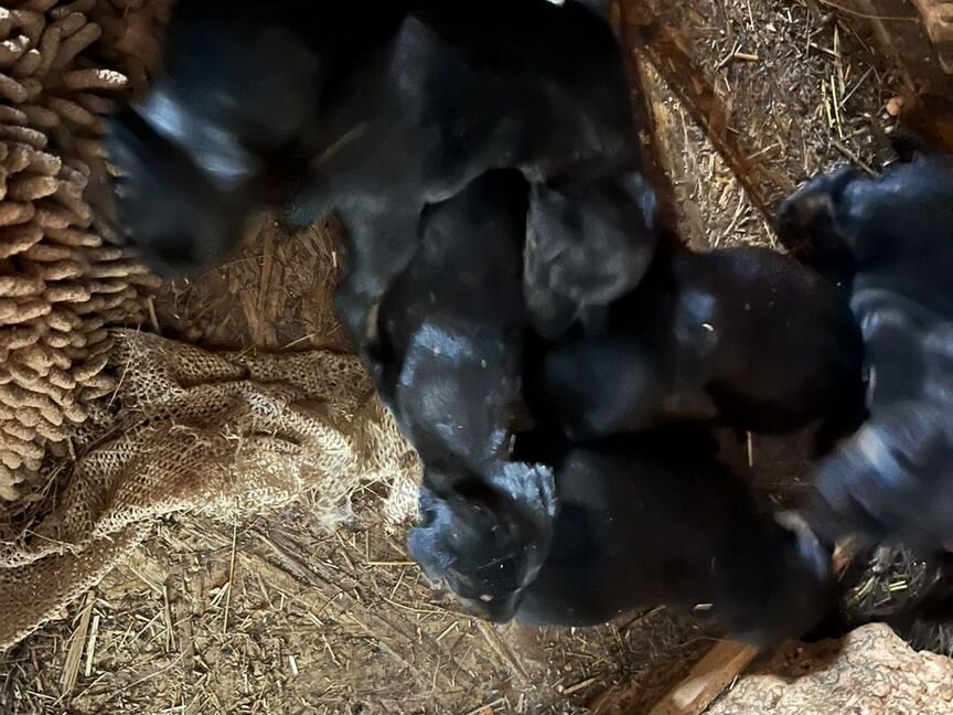 Продаю щенков,ягдтерьеров