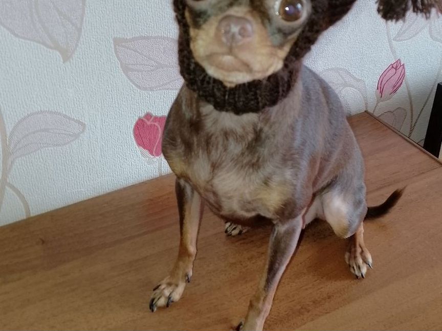 Шапочки для собак