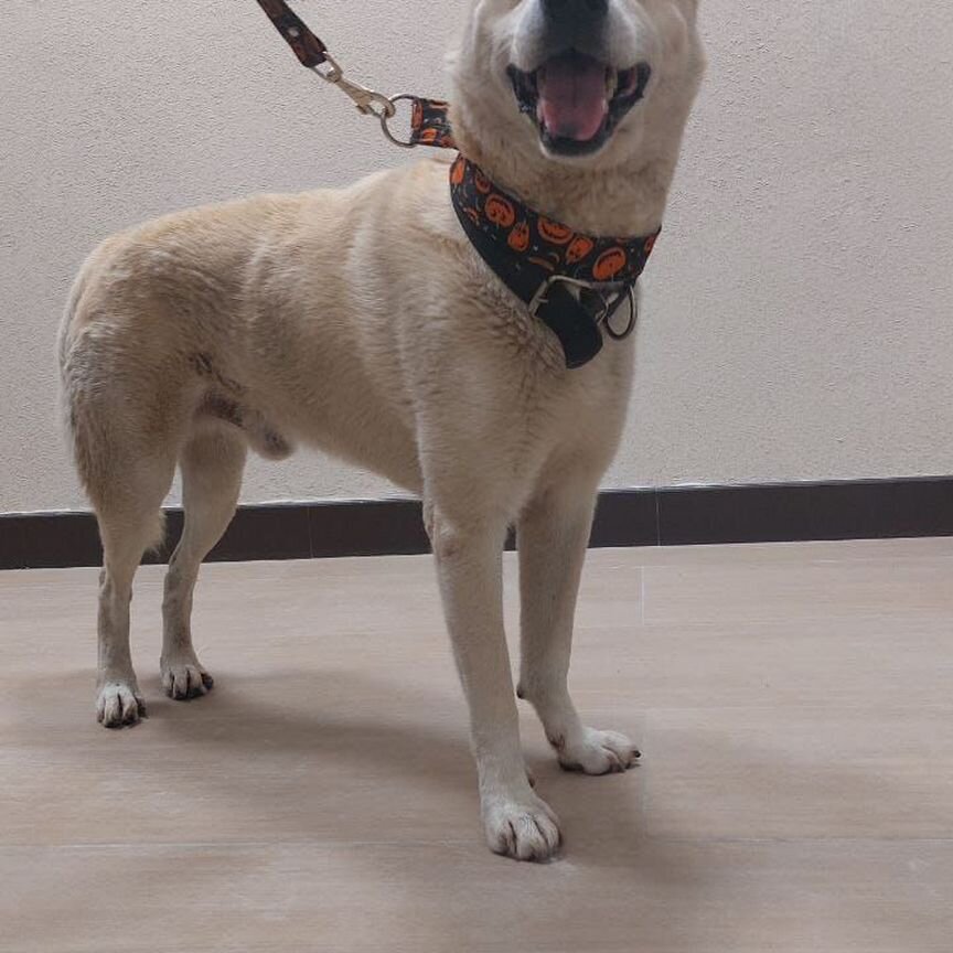 Мальчик ищет дом