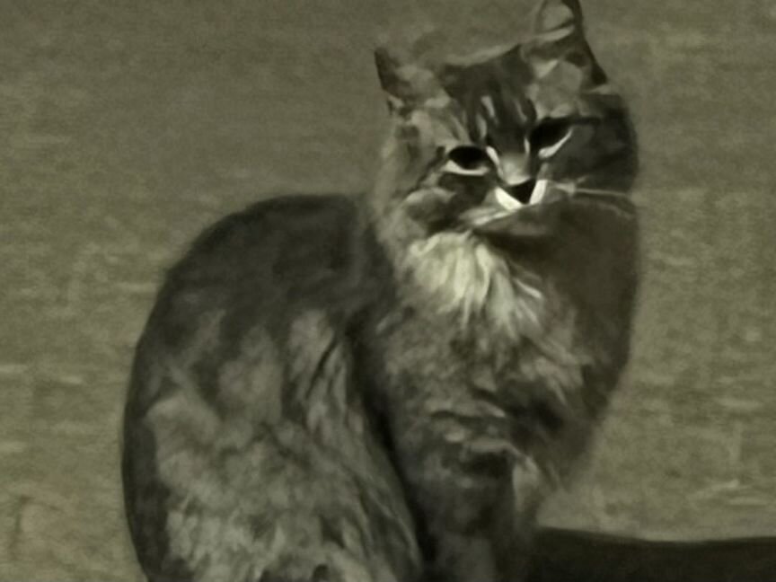 Отдам в добрые руки