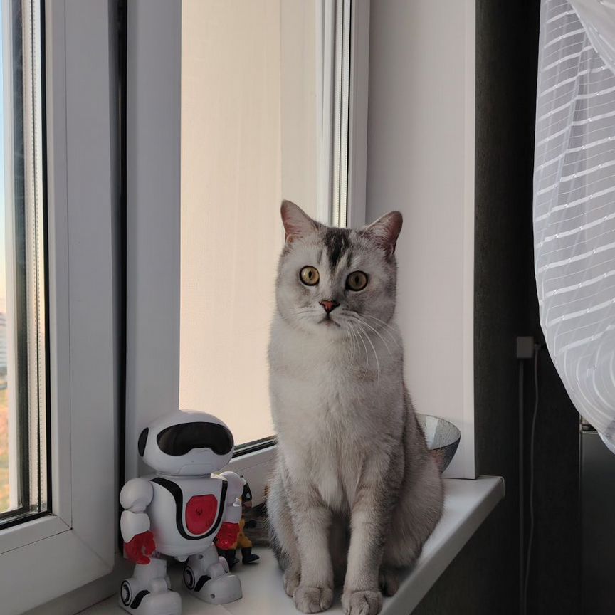 Британский короткошёрстный, взрослый кот