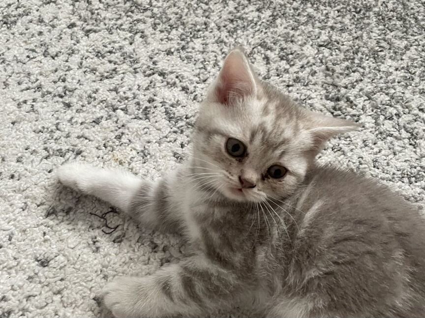 Шотландские котята