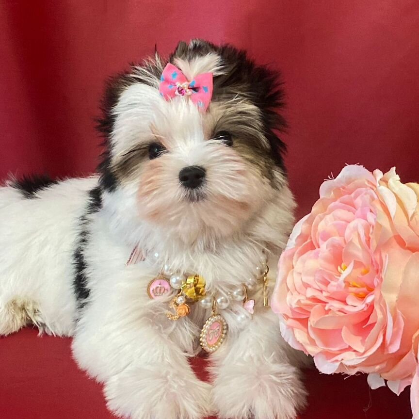 Куражная девочка бивер