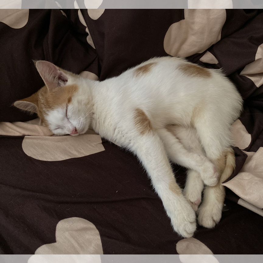 Котёнок в добрые руки
