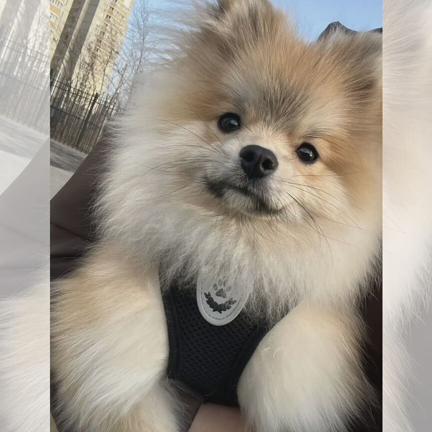 Померанский шпиц, щенок