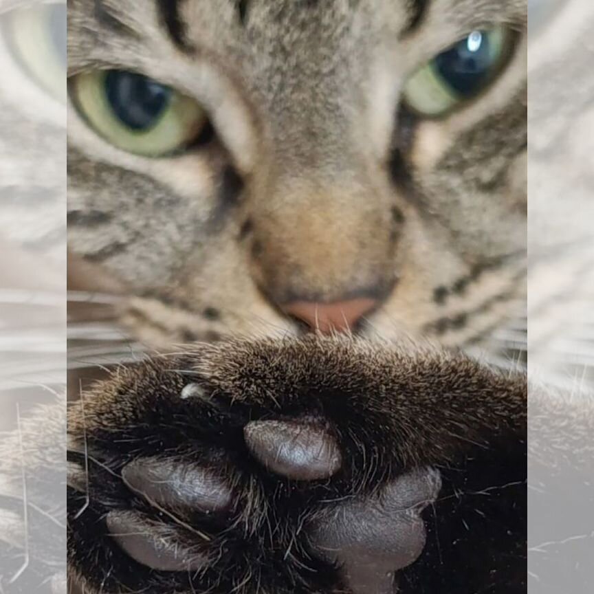 Взрослая, кошка в добрые руки