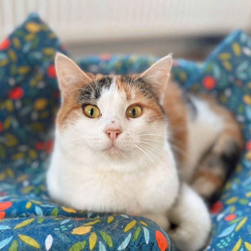 Кошка лисичка сестричка