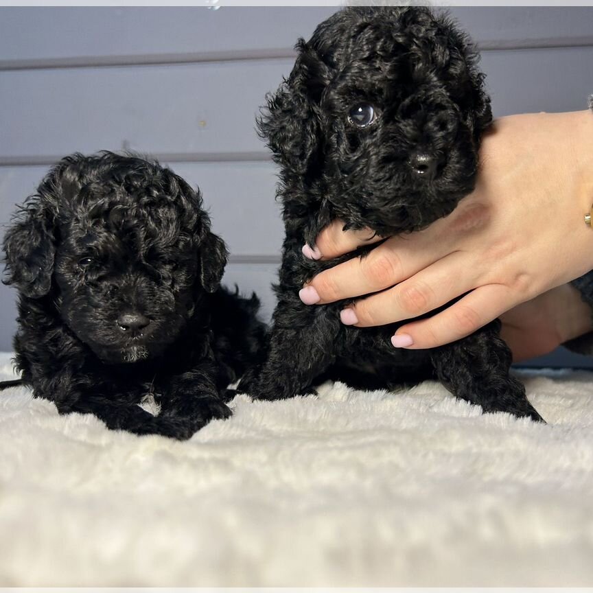 Пудель, щенок