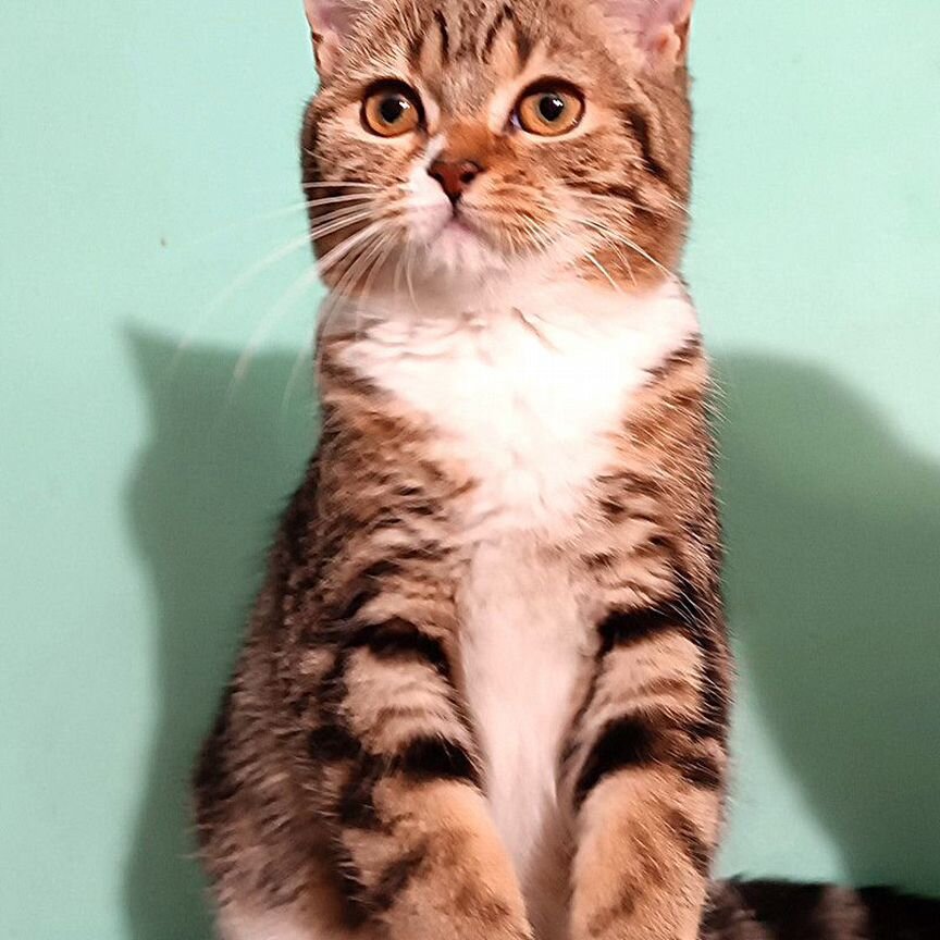 Шотландский котенок девочка
