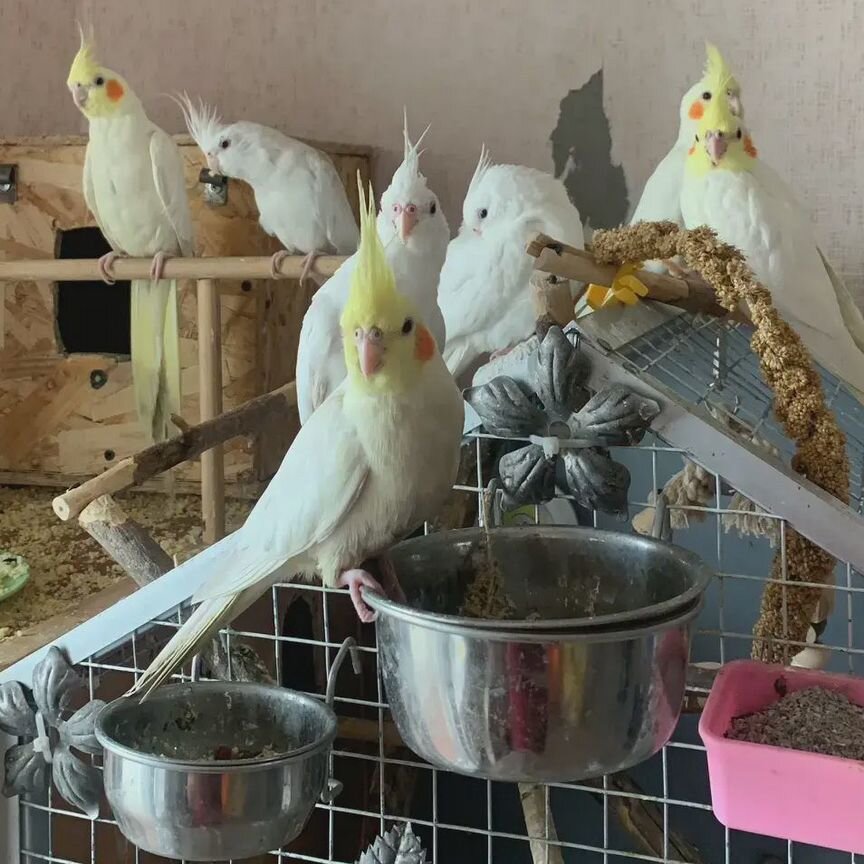 Попугаи корелла