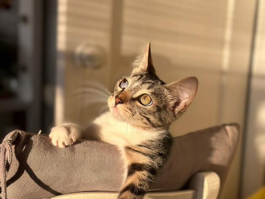 Кошка