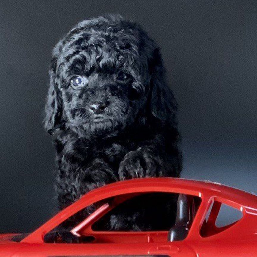 Мальчик той пудель