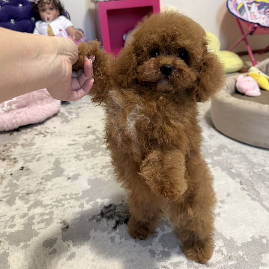 Мальтипу, щенок