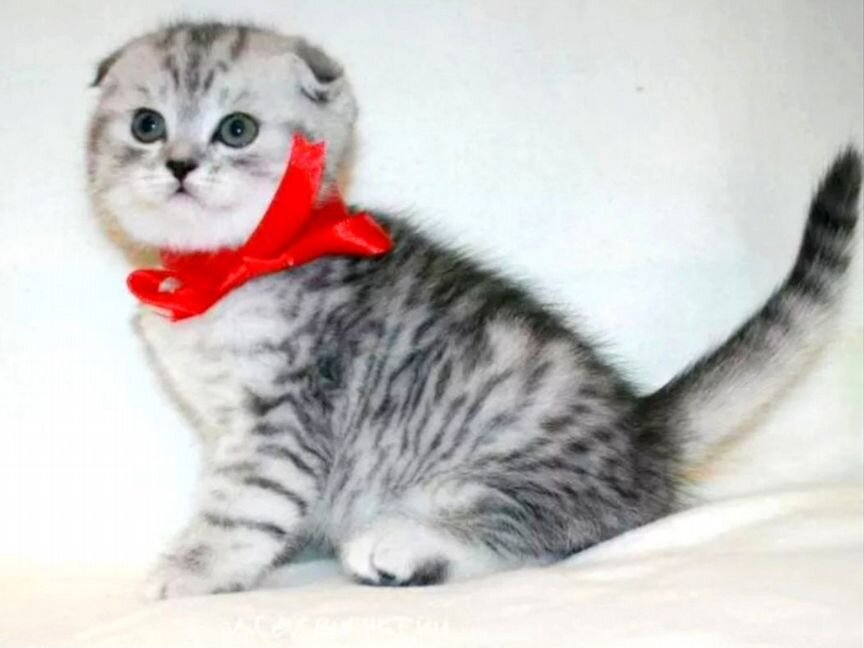 Шикарные Вислоушки) окрас Вискас