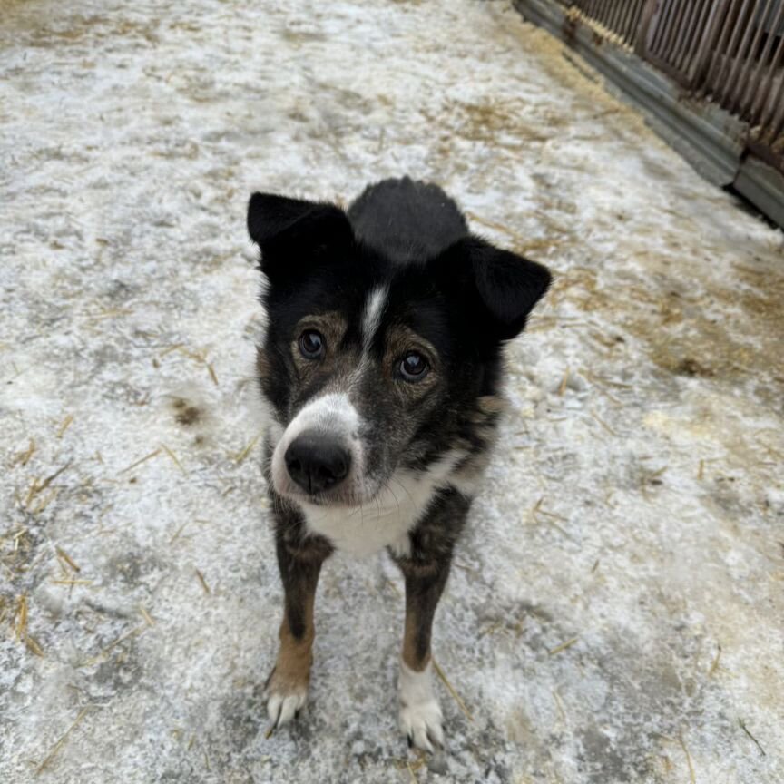 Собака обречена на смерть