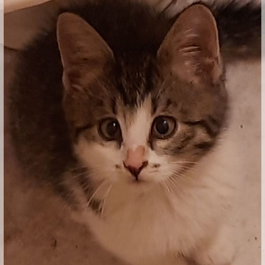 Котенок в добрые руки
