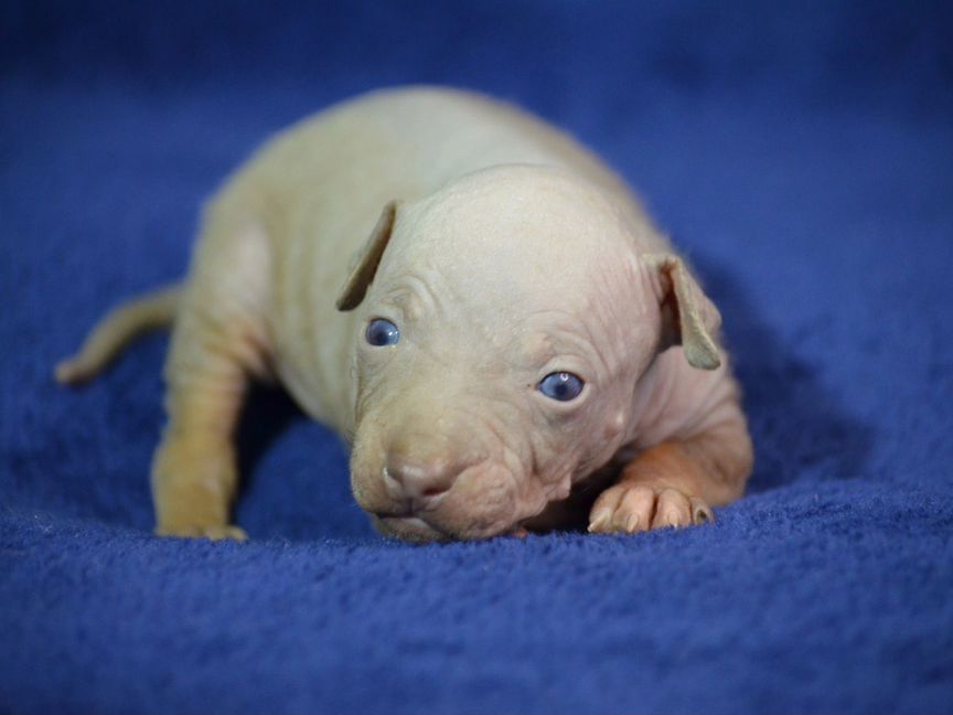 Собака агт лиловая