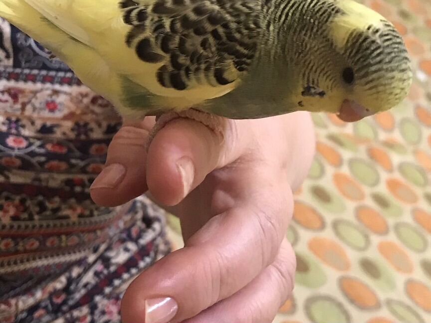 Волнистые попугаи чехи