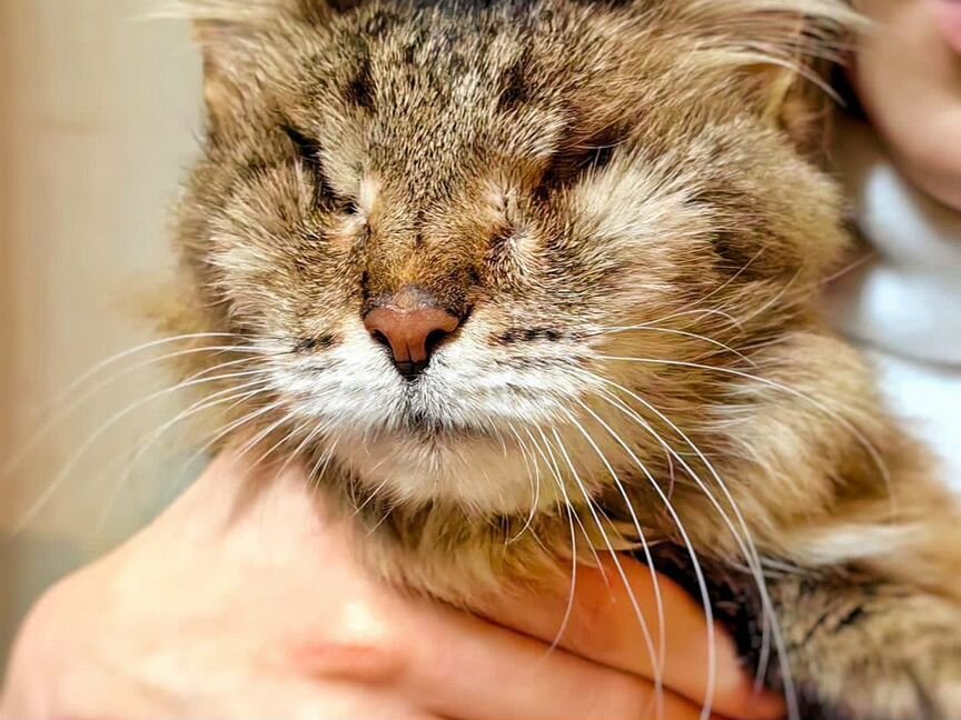 Кошечка Дусечка в добрые ручки