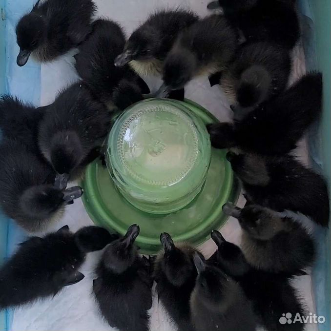 Утята Индийский бегунок