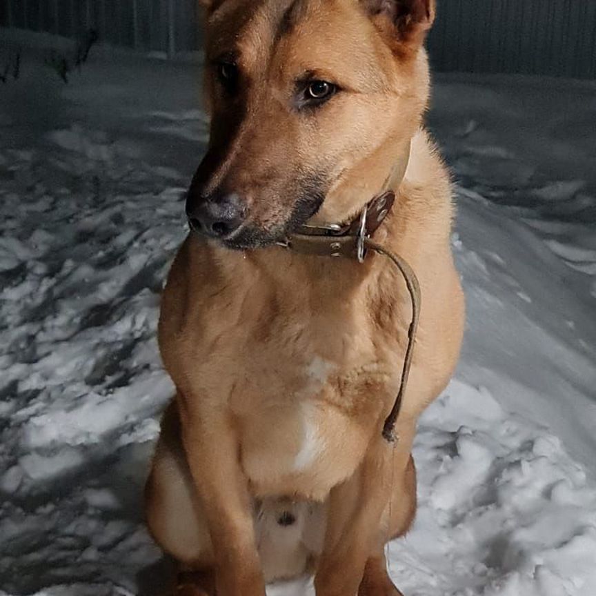 Бельгийская овчарка