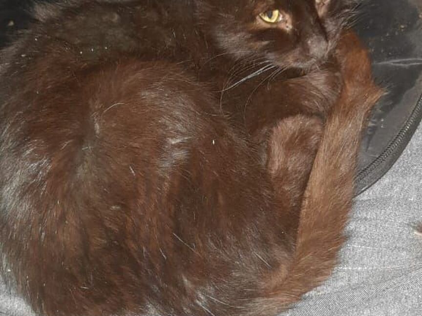 Котику нужен куратор или дом