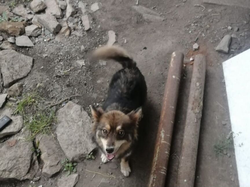 Отдам бесплатно щенков от собаки