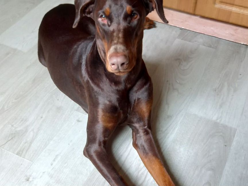 Собака в добрые руки доберман