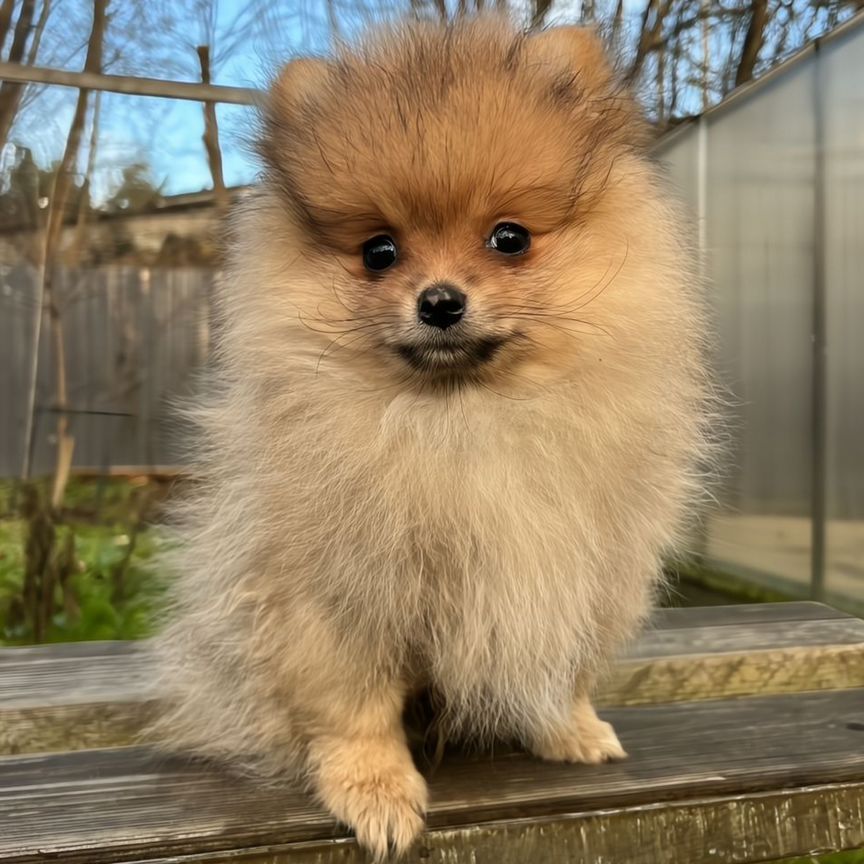 Померанский шпиц, щенок
