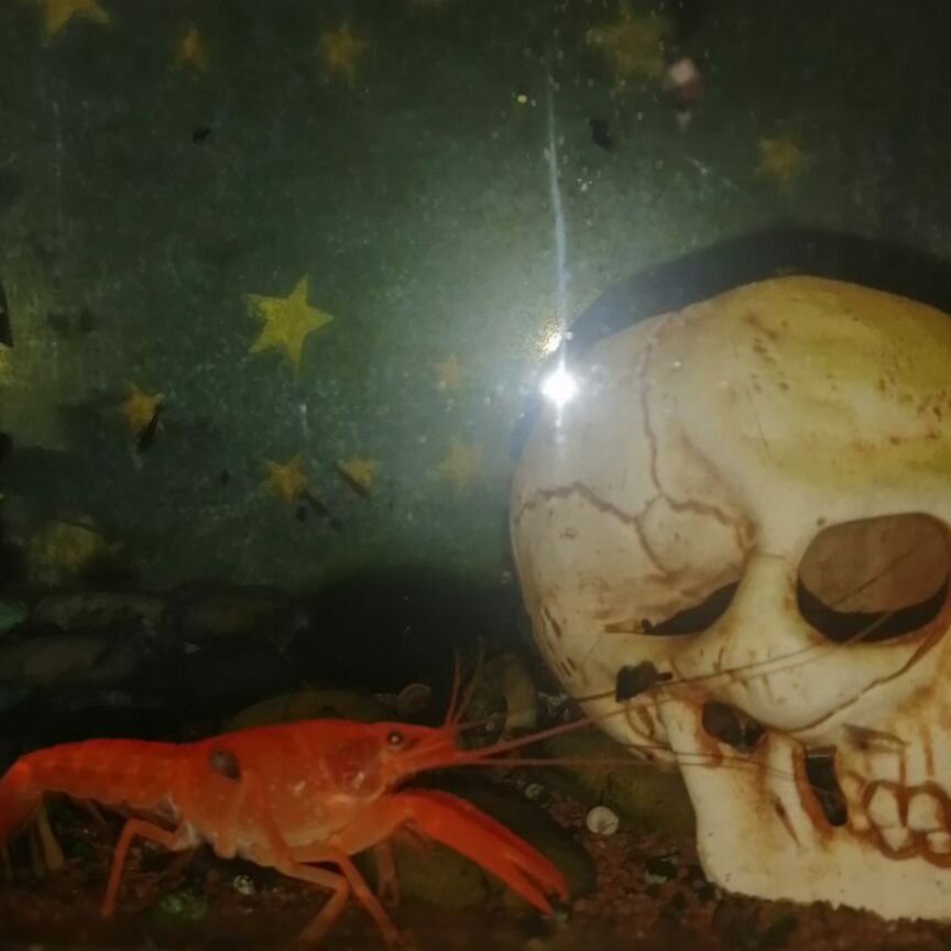 Рак california (самка)