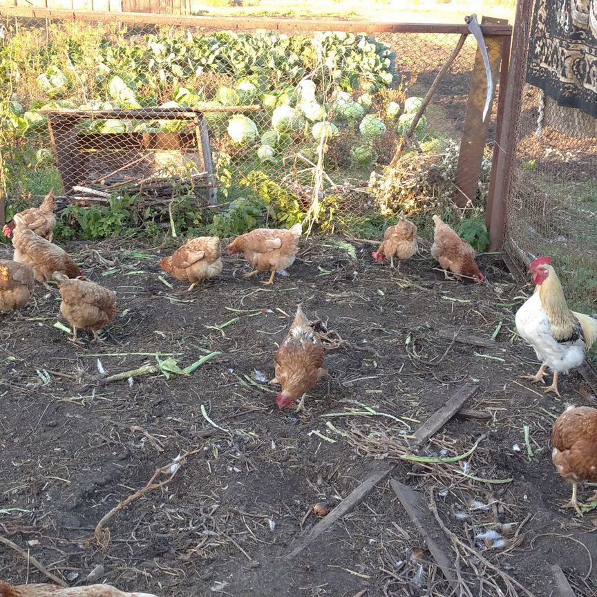 Куры несушки годовалые 13 штук по400 и петух700